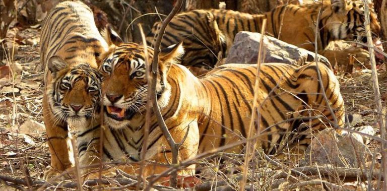 Explore the Majestic Corbett Tiger Reserve in Winter Season - Corbett Info